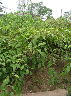 Macam-Macam Tanaman Obat: Tanaman Gambir