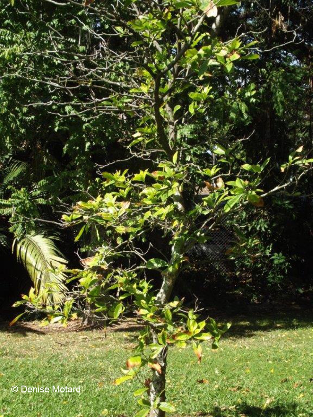 FOSTER BOTANICAL GARDEN