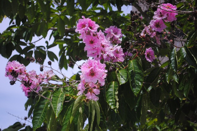 Halamang Gamot (Herbal Medicine): Banaba mainam sa may Diabetes, Kidney ...