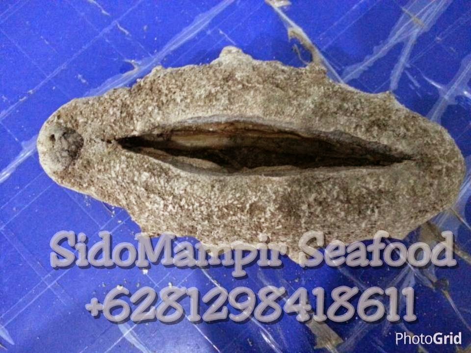 Jual Haisom Kering | Jual Teripang Kering | Jual Sea Cucumber Kering