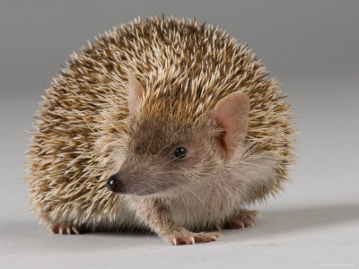 Le monde en Vert: Le tenrec