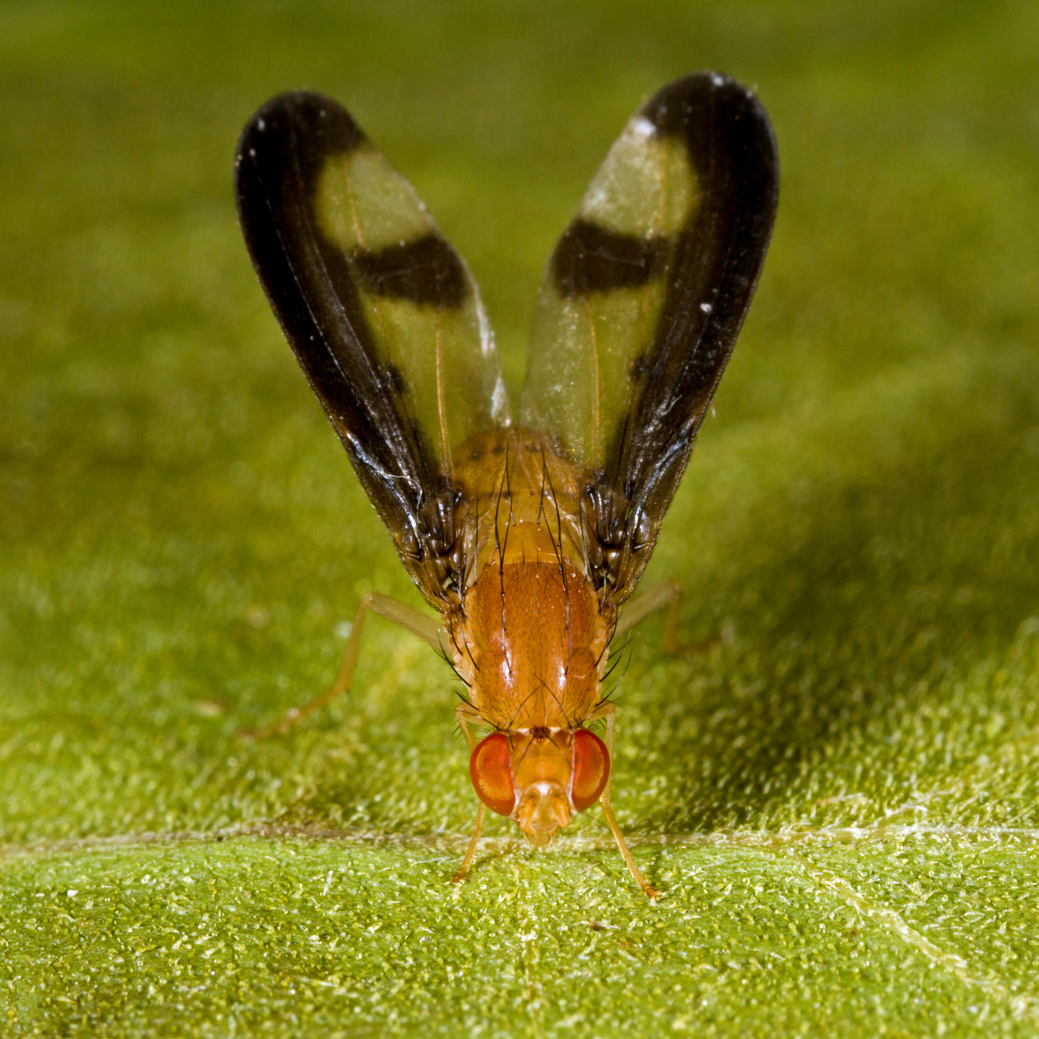 Bugging Saskatchewan: Flutter Fly - Toxonevra superba