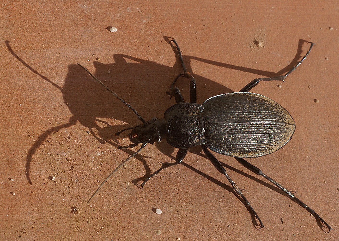 Contacto Natura: Carabus