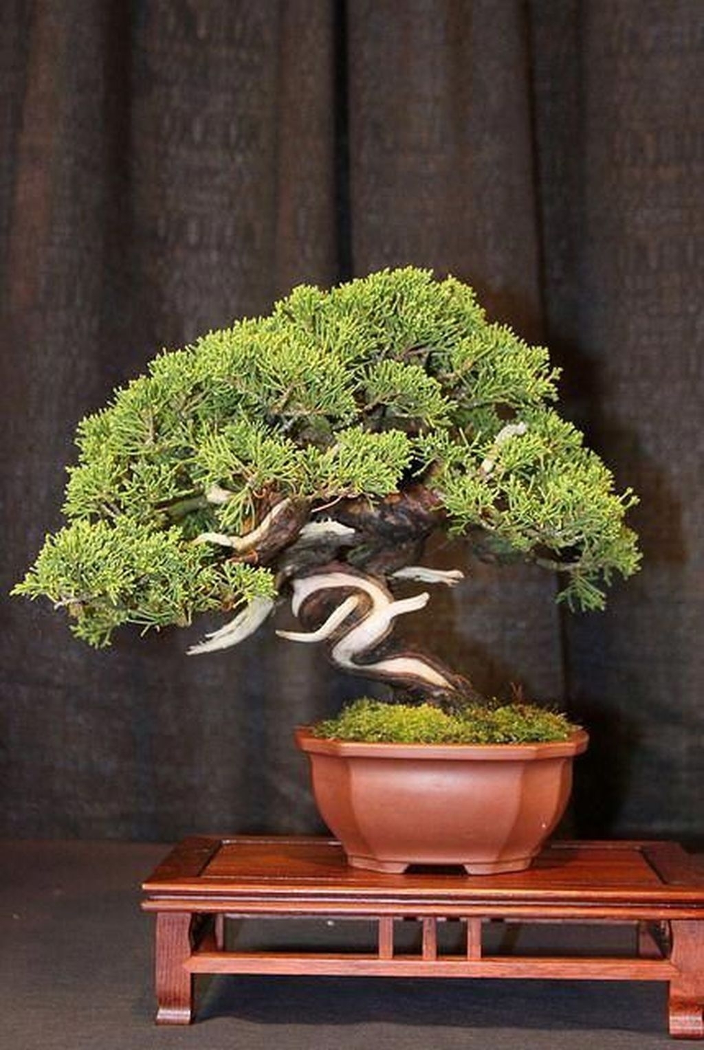 45+ Unique Bonsai Trees Gardening Ideas For Backyard | ARA HOME