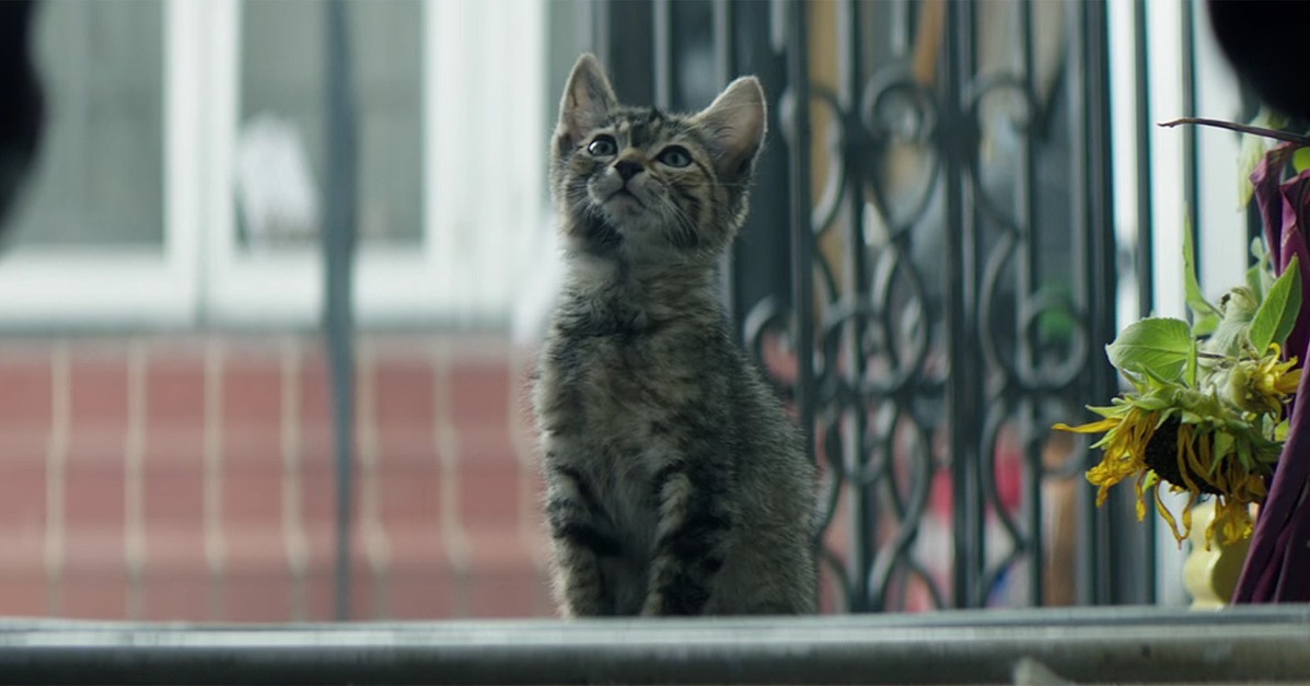 Through the Reels: Movie Review: "Keanu" (2016)