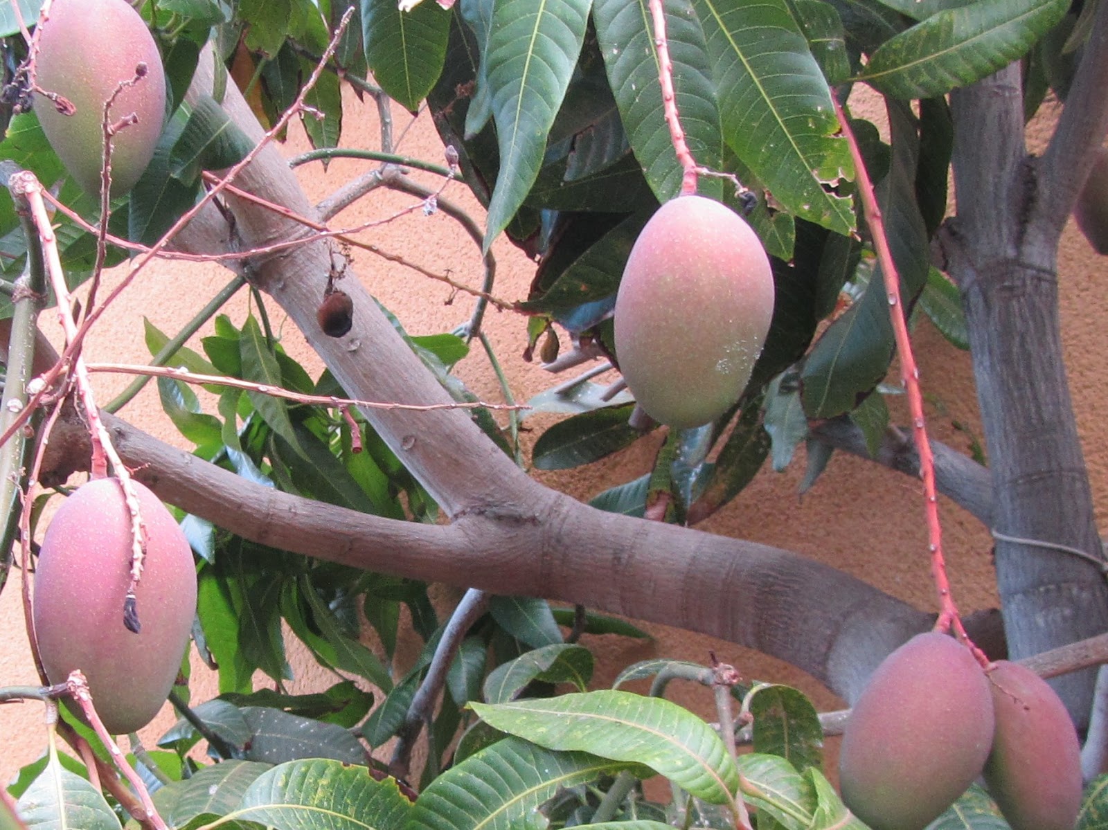 Come Coltivare il Mango (Mangifera indica) in Italia ? - Crescita e ...