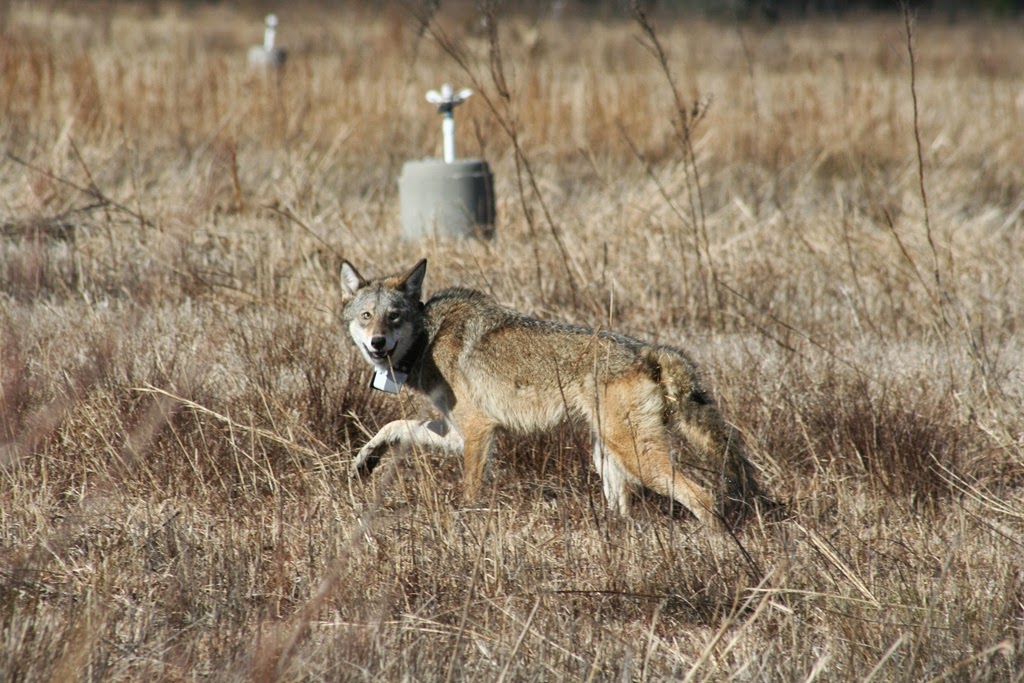 RETURN OF THE RED WOLF: Space use of red wolves and coyotes-guest ...