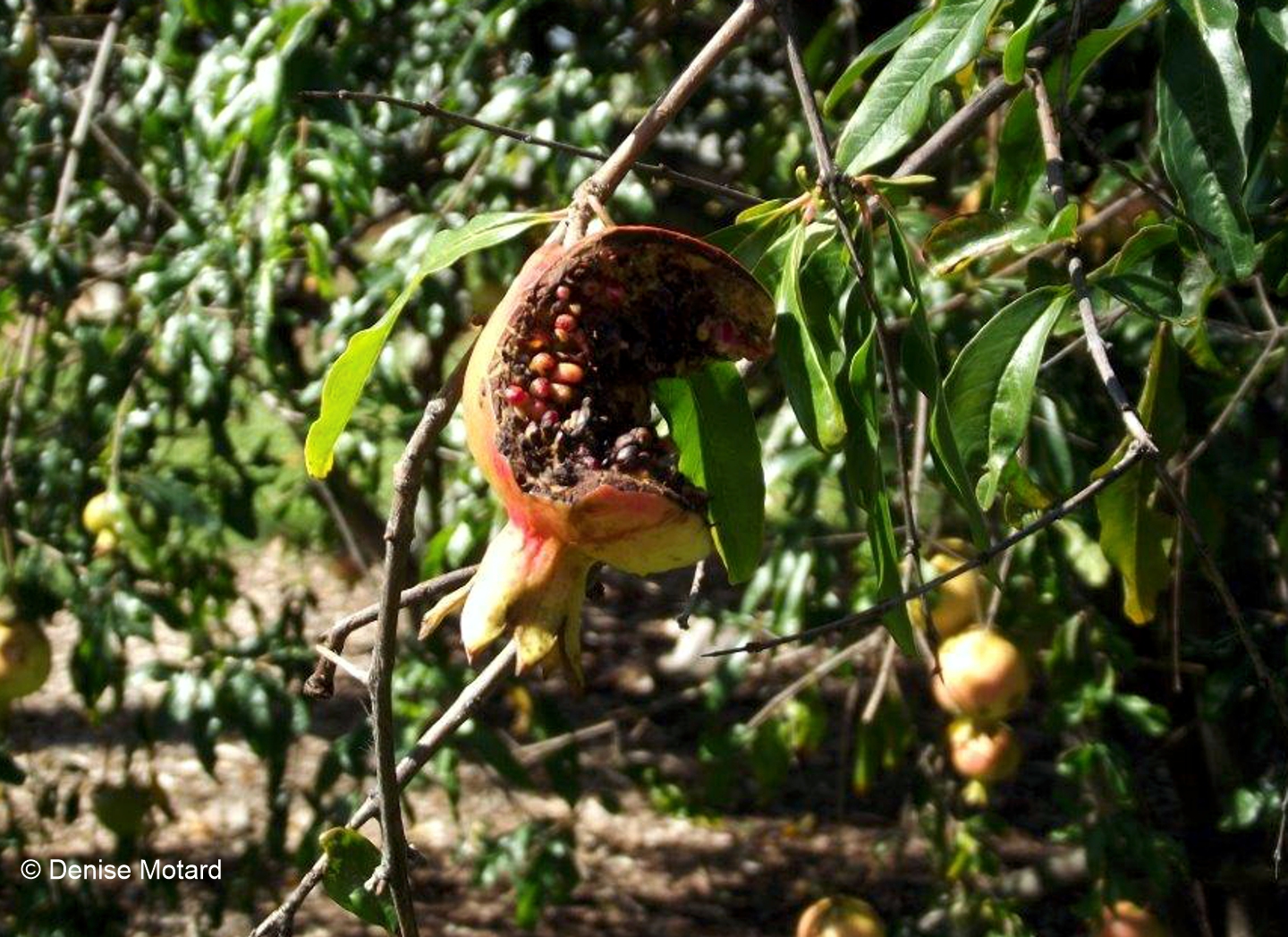 FOSTER BOTANICAL GARDEN