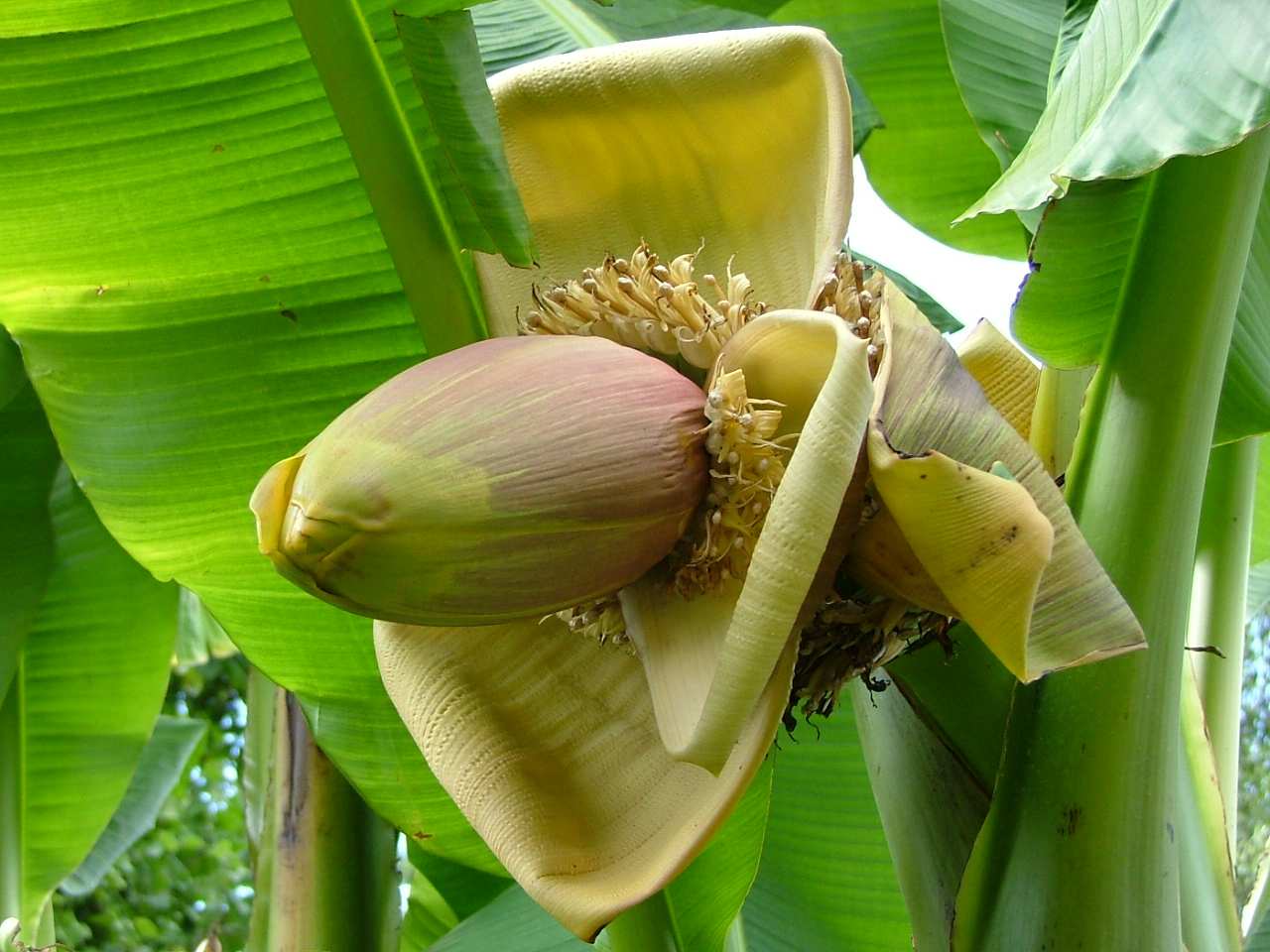 Fruit Warehouse: Banana ( Musa acuminata × balbisiana )
