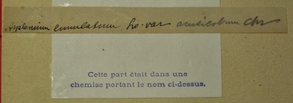 Jacques Huber and the Amazonian Botany: Plant collections