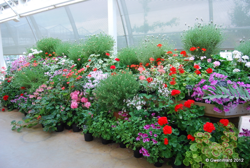 PERFECT PELARGONIUMS: Occold Shield - A Cascade pelargonium & a visit ...