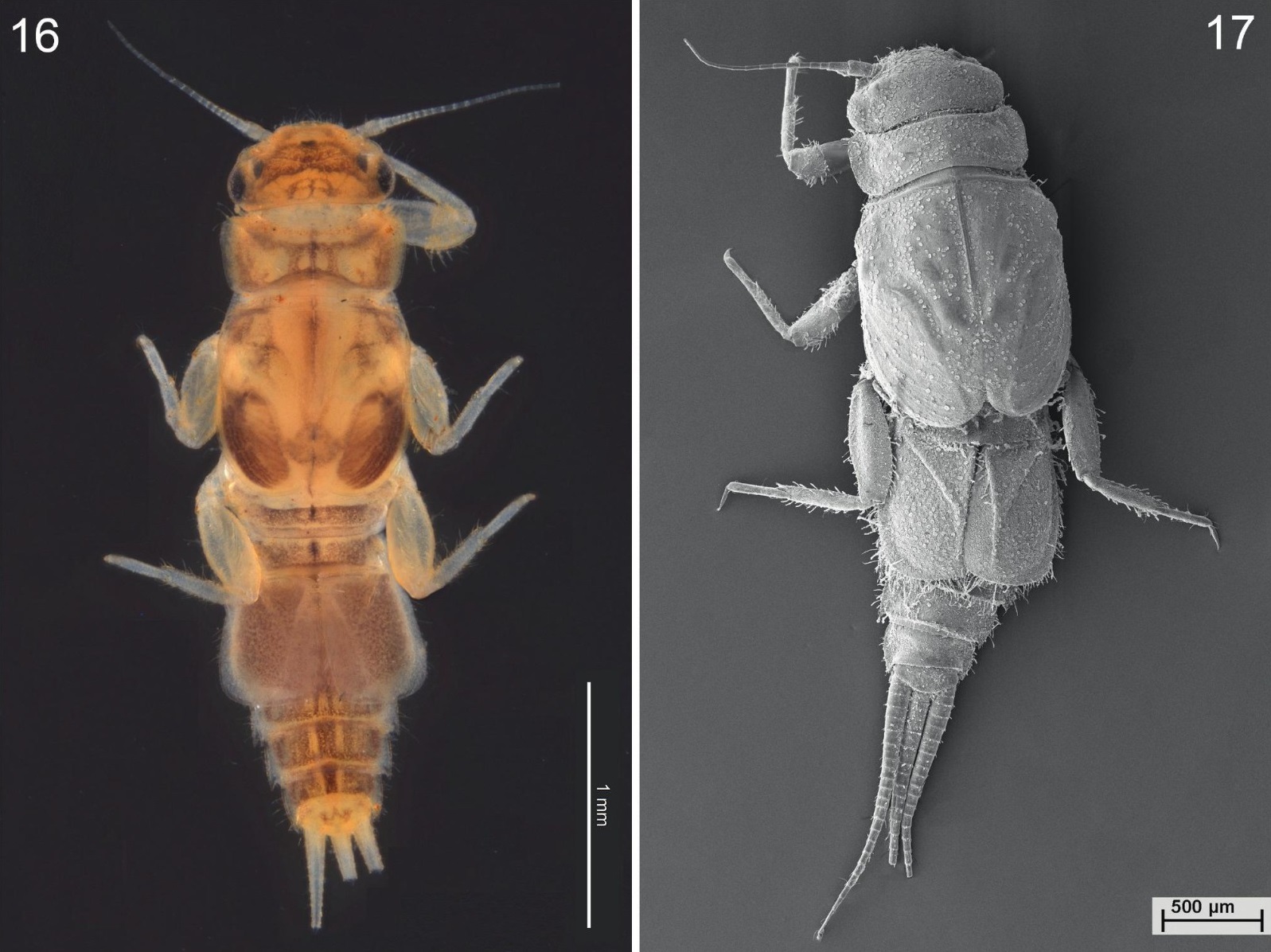 Species New to Science: [Entomology • 2021] Caenis gretathunbergae, C ...