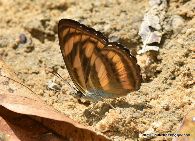 The Forested Path (and Beyond): BUTTERFLIES of RAUB: The Malay Staff ...