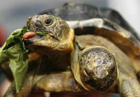 Janus, the Two-Headed Turtle - Oddity News