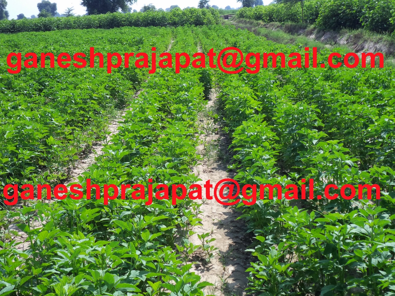 GUAR GUM INFORMATION AND GUAR GUM CULTIVATION IN INDIA: Guar seed ...