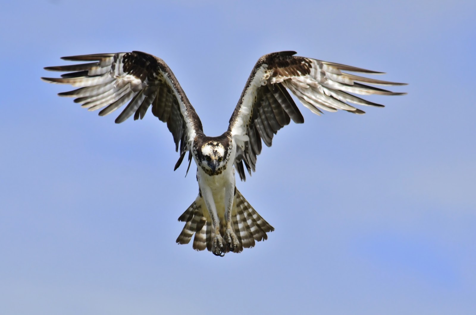 Wildlife Photography by Gareth Rasberry: Osprey Nest at Lake Wylie ...