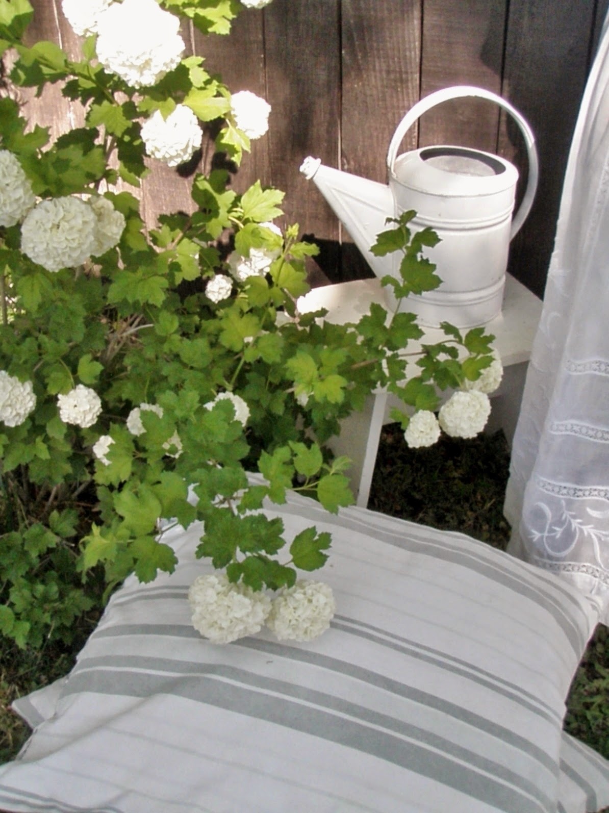 Cabin & Cottage : Snowballs in May