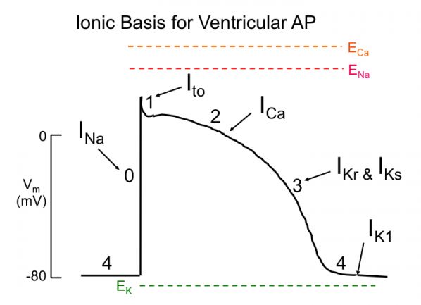 Tutor's Notes: general, cardiovascular, respiratory and renal ...