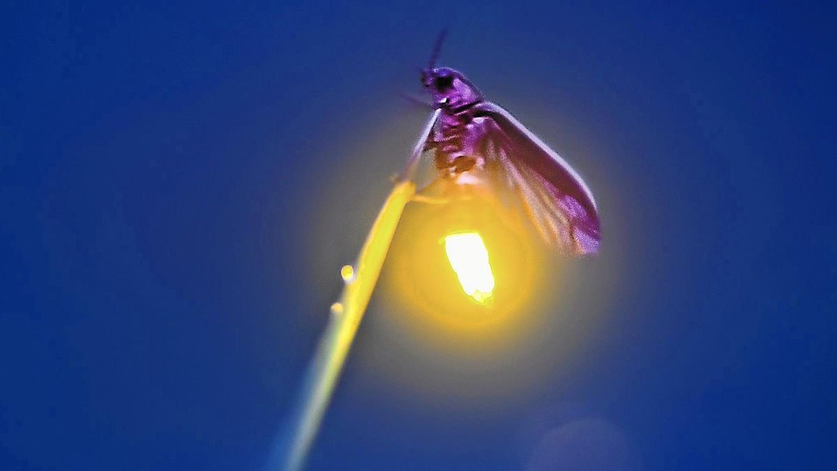 Ateş Böcekleri Nasıl Işık Saçar