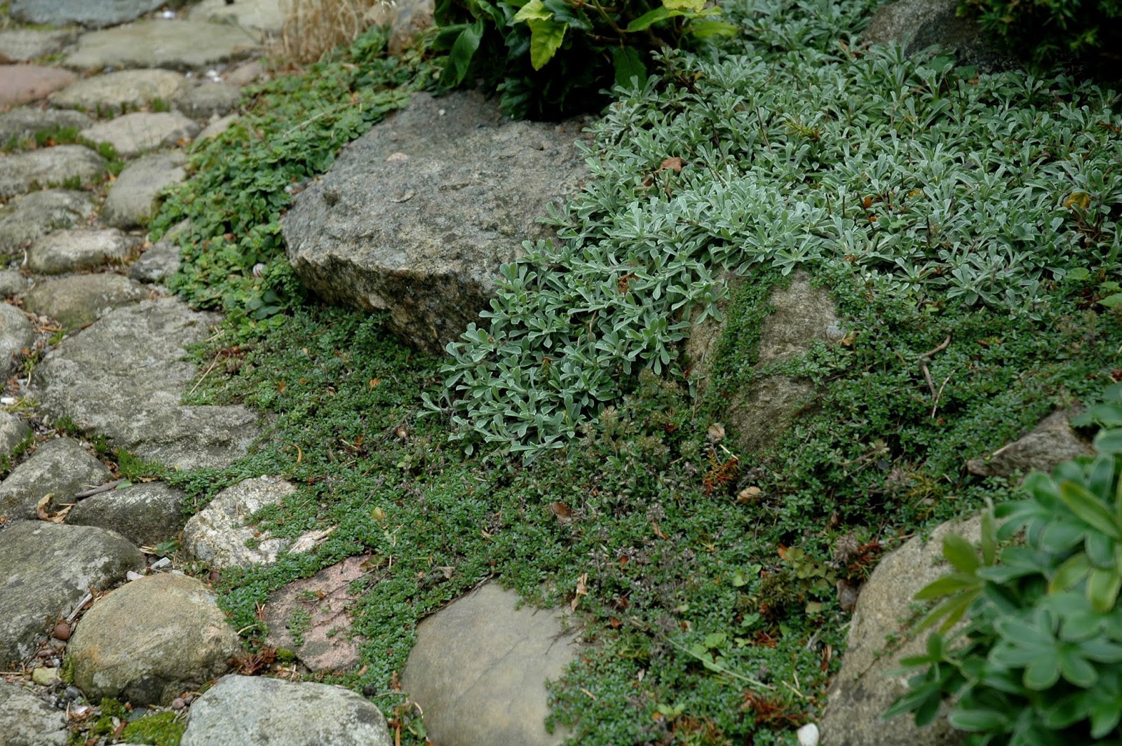 HAVETID: Havens sten og planter.