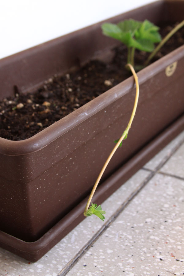 Los Diarios Vegetales: Reproducción de la fresa por estolones (también ...