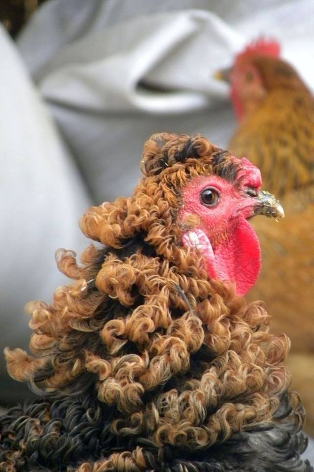 The Chinese chicken that looks like it has had a perm - Picture Of The Day