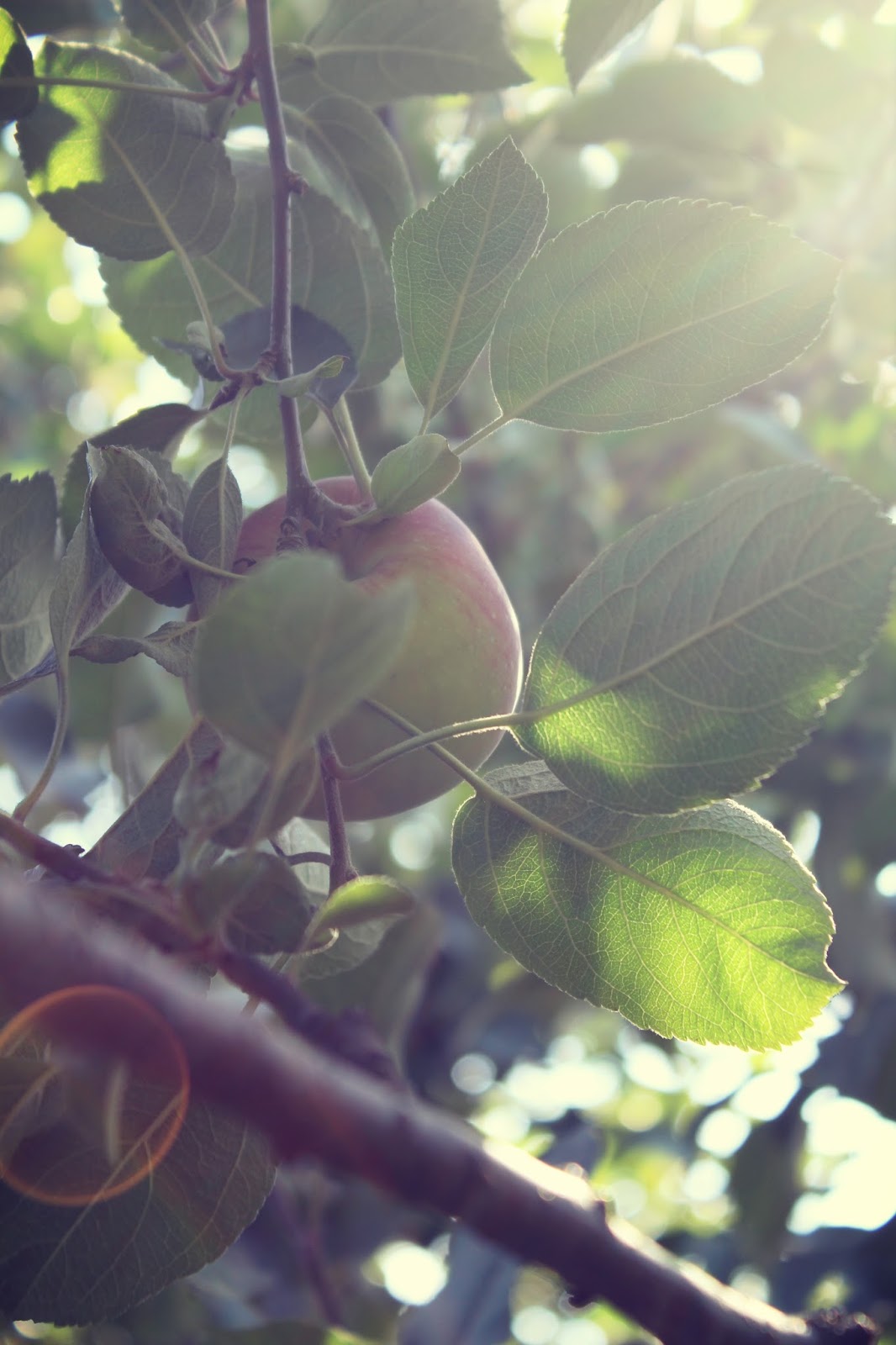 Photo Shoot: Apple Picking