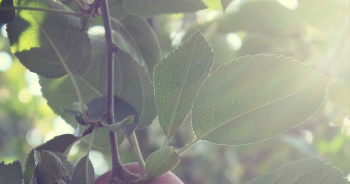 Photo Shoot: Apple Picking