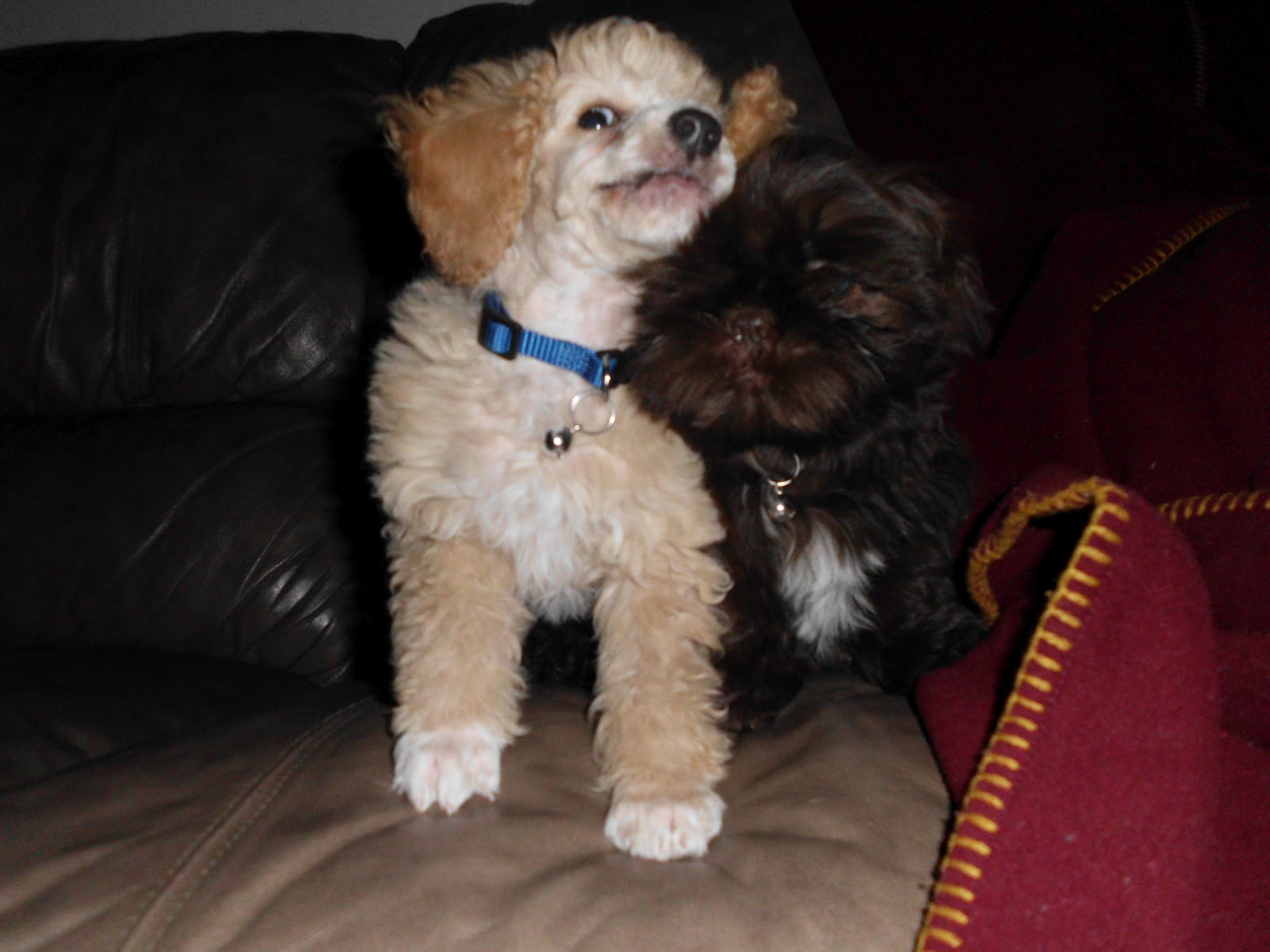 The Original Merle Shih Poo