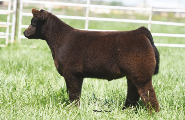 RCC Blog: Impressive Hi Ho Silver and Here I Am Calves Selling in M ...