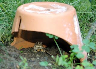 Toad House ~ Gardening Stuff
