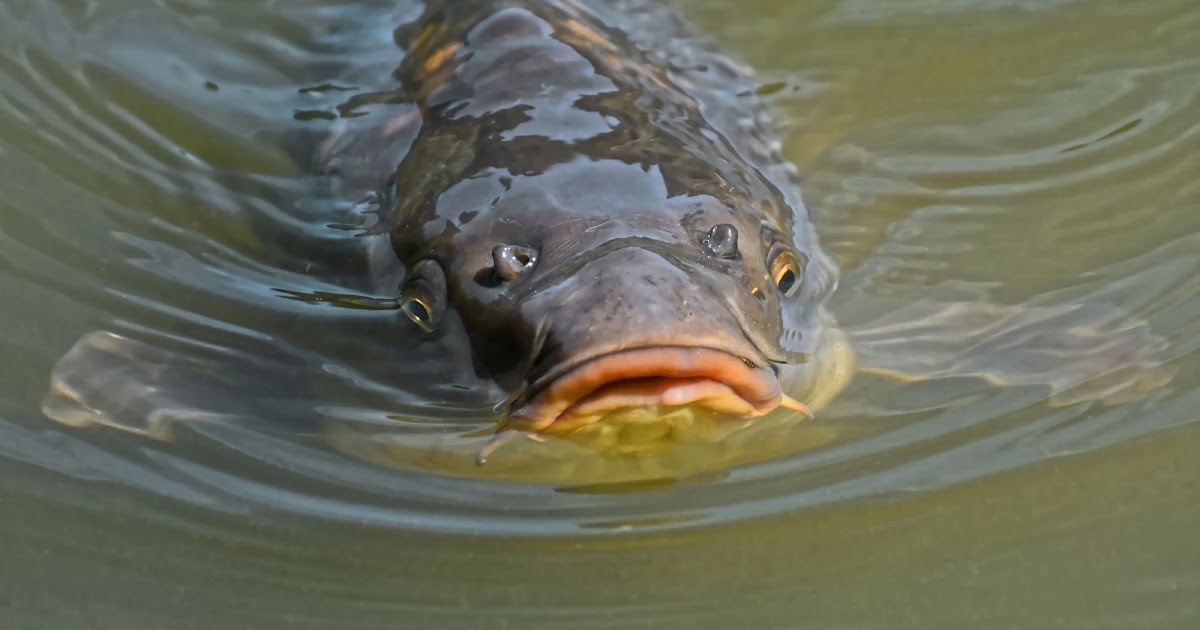 La Alimentación de las Carpas