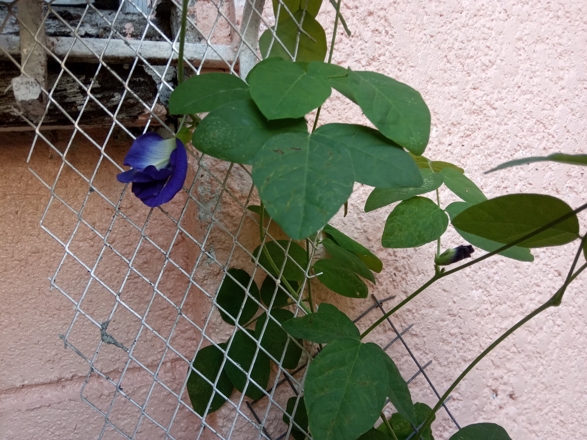 10 Health Benefits of Blue Ternate Tea