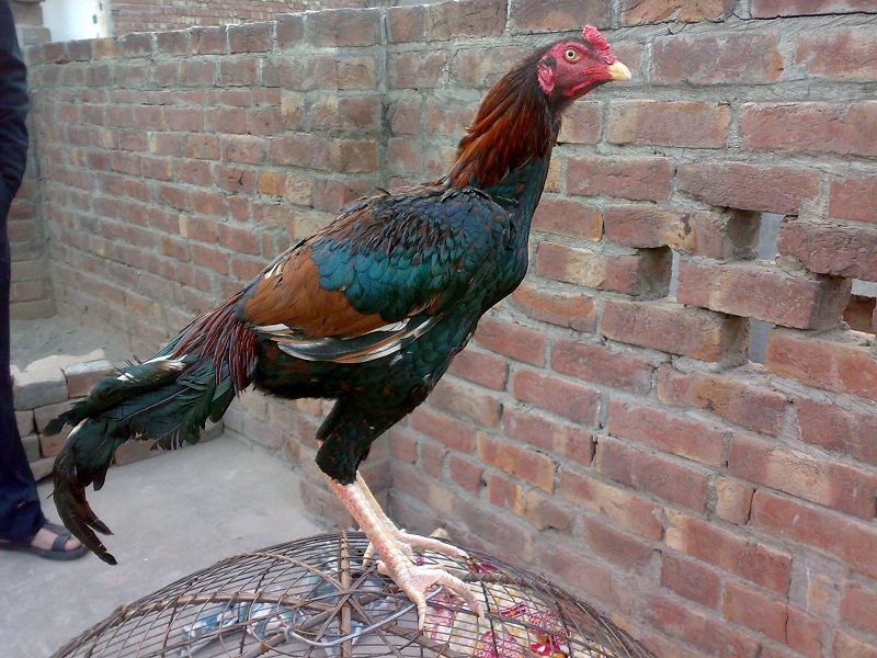 KING GHAZI: My Asil Pictuers