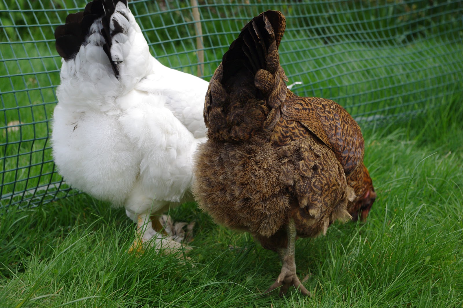 Pollo Loco: Chicken Butt