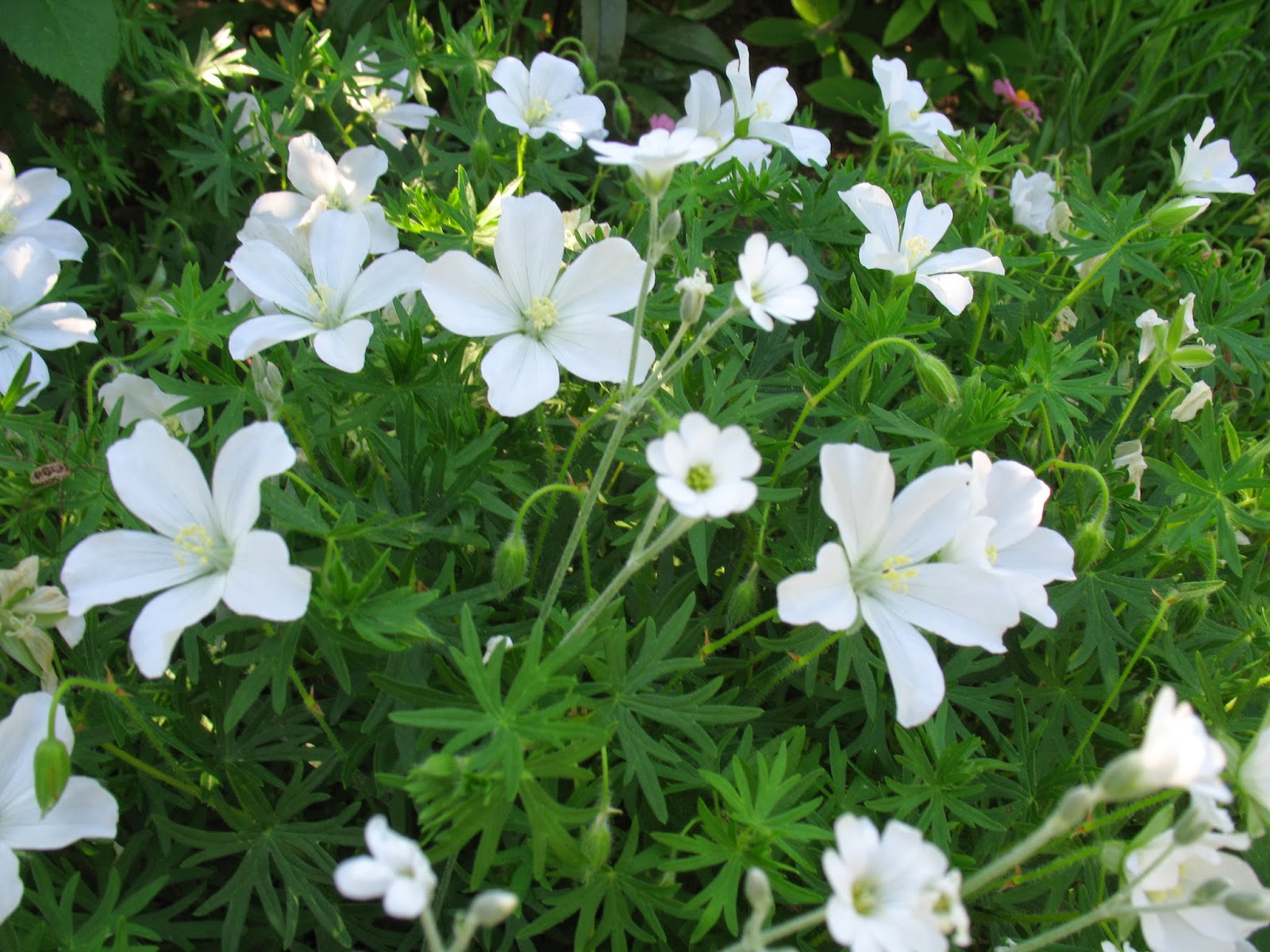 Roses du jardin Chêneland: Géranium sanguineum "Album"