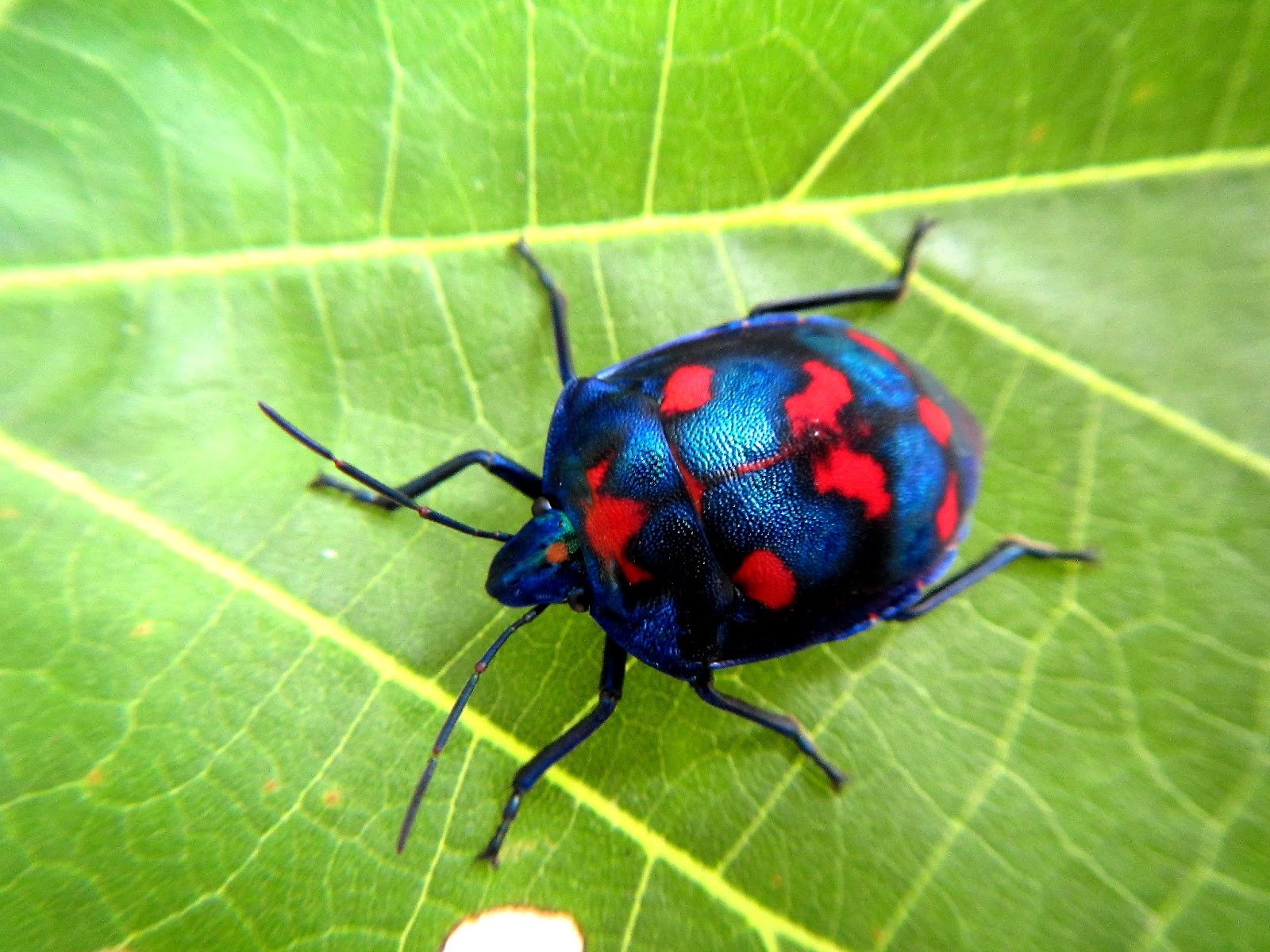 June Wildlife Report