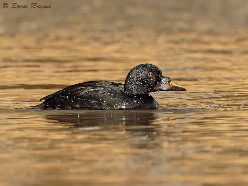 Steve Round Wildlife Photography: Common Scoter