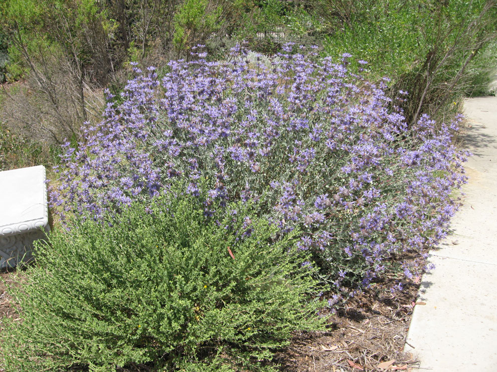Mother Nature's Backyard - A Water-wise Garden: Plant of the Month ...