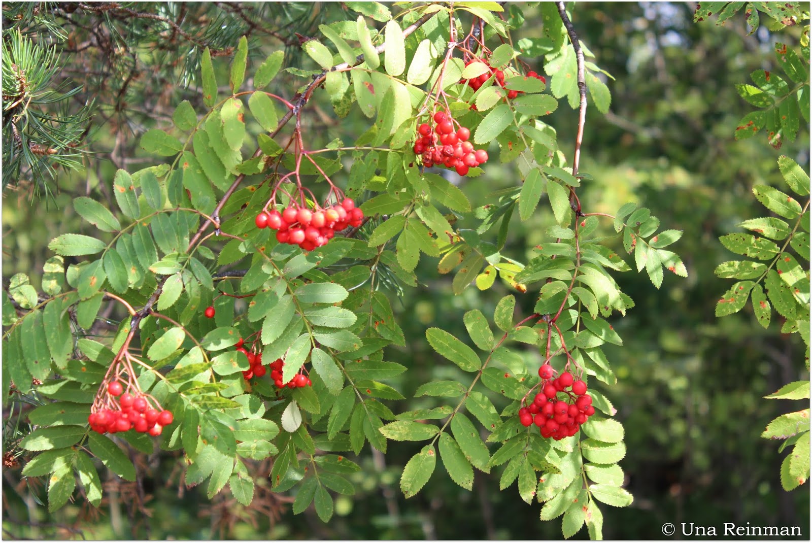 Hallatar-blogi : Suomen kaunein puu
