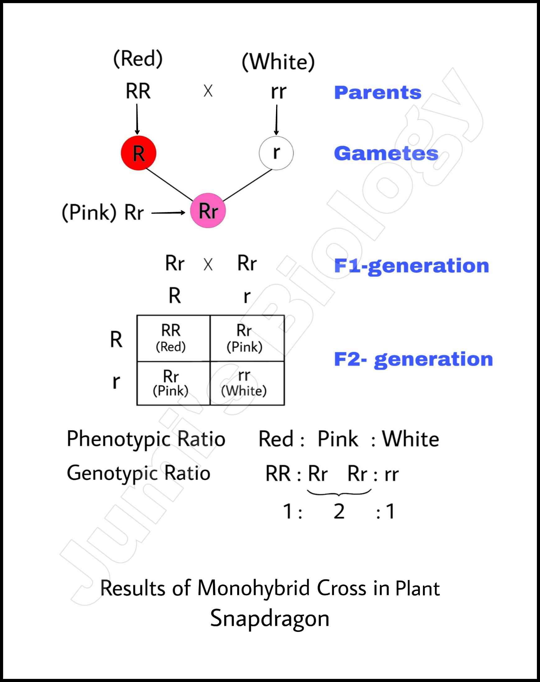 Incomplete Dominance ||Class 12 Biology