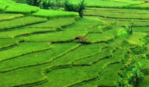 Perbedaan Sektor Primer dan Sekunder - Brankaspedia - Blog tutorial dan ...