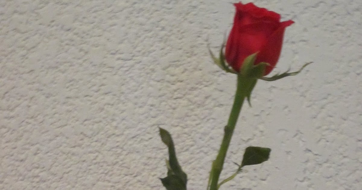 Jenny's Journal of Mexican Culture |: Mexico: Where A Rose Is More Than ...