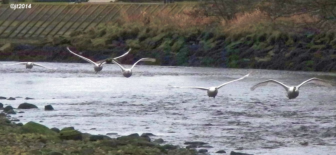 Simply Superb Swans: Flying Cygnets