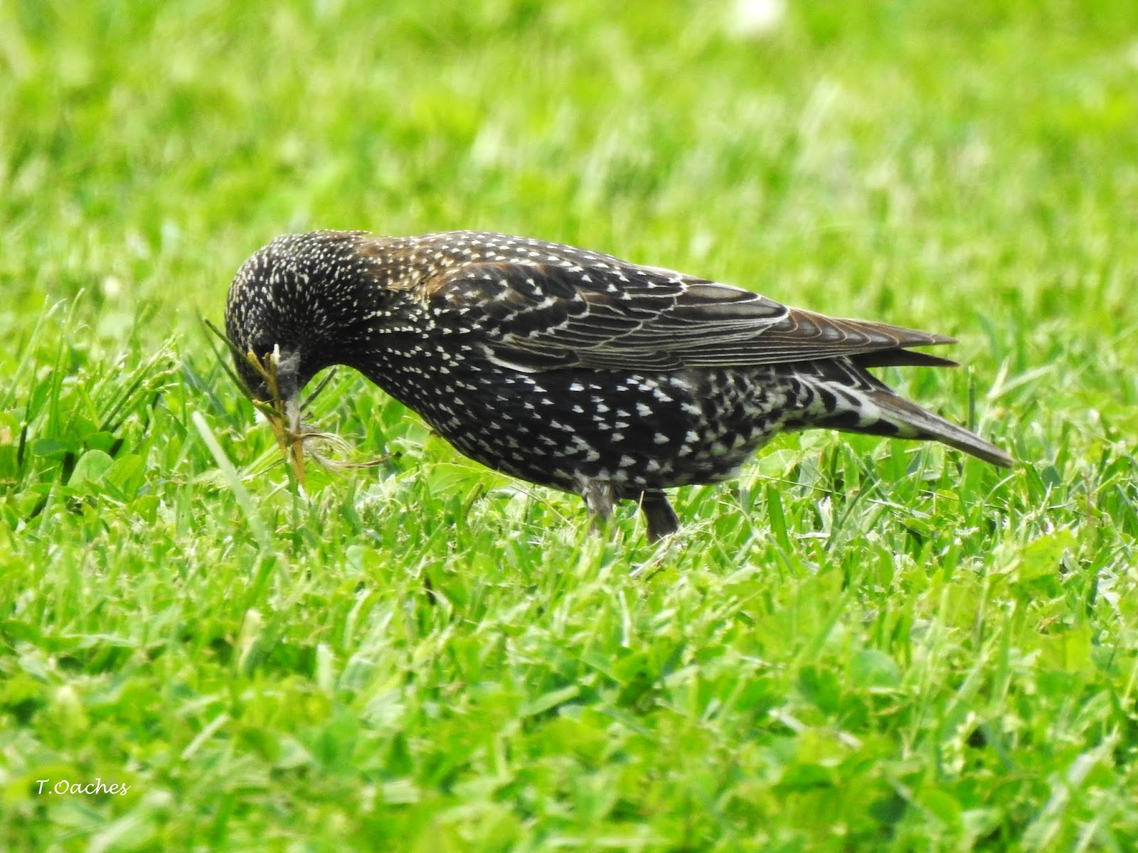 PASARI DIN ROMANIA: GRAUR (1), Sturnus vulgaris
