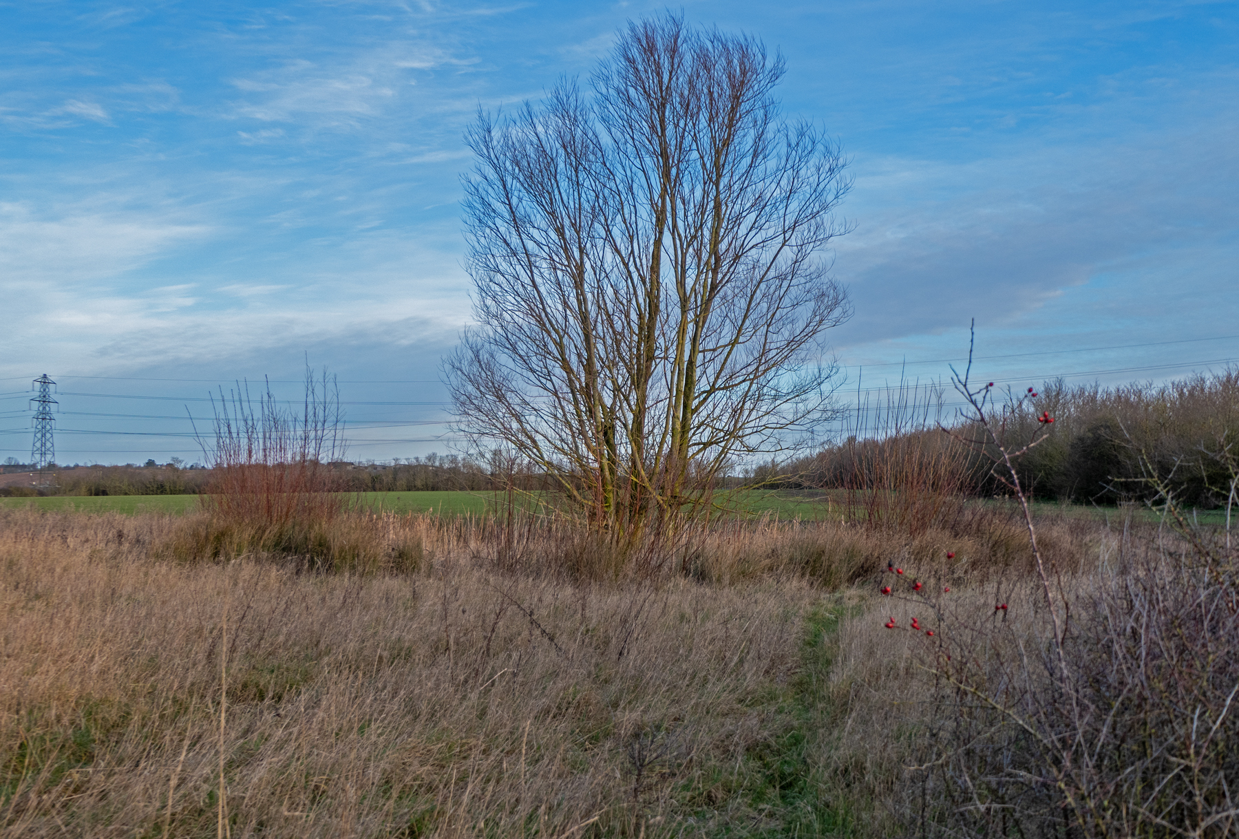 Bowers Marsh walk, January 2021 No. 7