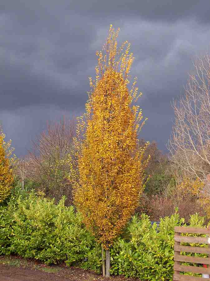 Trees Planet: Carpinus betulus – European Hornbeam