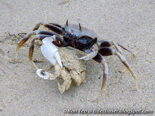 tHE tiDE cHAsER: Ocypodid Crabs (Phylum Arthropoda: Family Ocypodidae ...