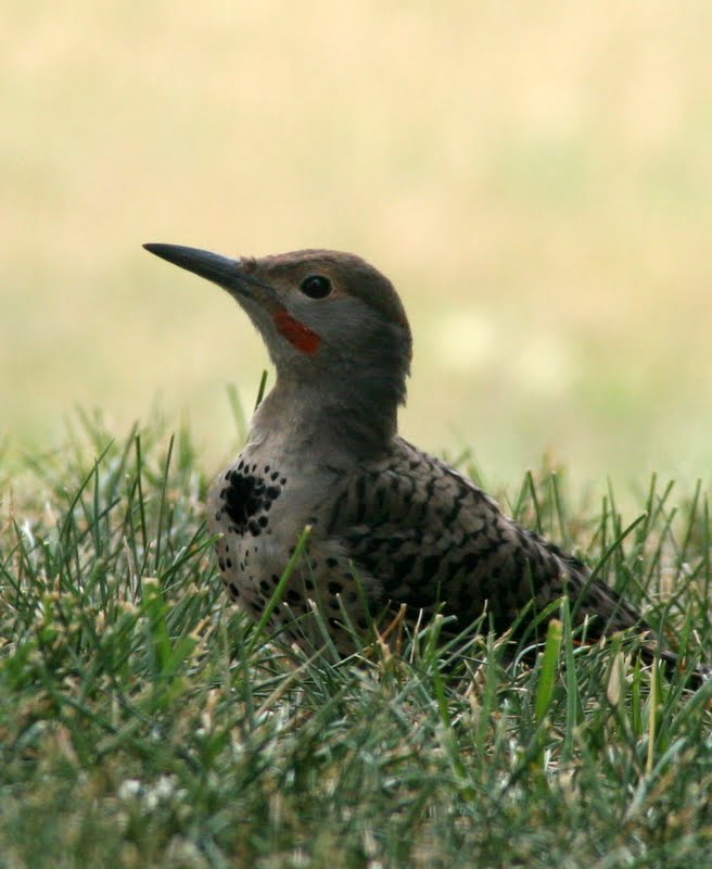 Gumbo Lily: Northern Flicker baby...