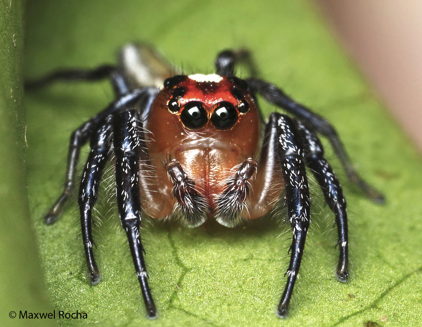 Macrofotografia por Maxwel Rocha: Aranhas